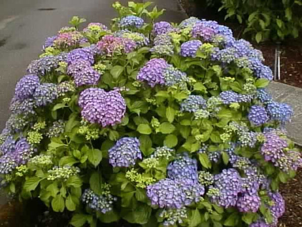 Hydrangea Plants for Sale, Online Plants Melbourne Australia
