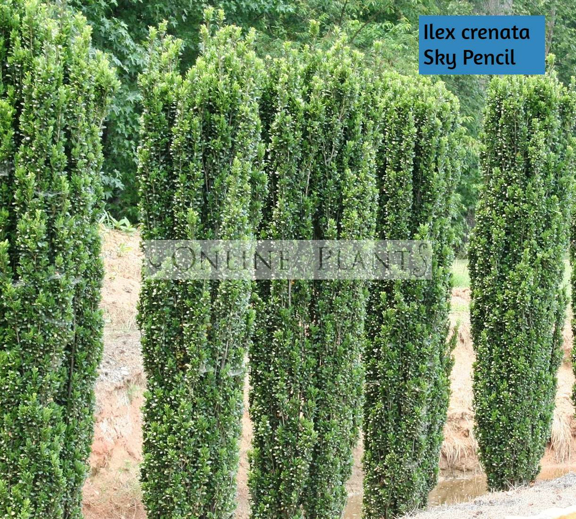 Buy Ilex crenata Fastigiata | Online Plants Melbourne Australia