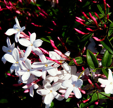 Jasmine Polyanthum for Sale - Online Plants Australia