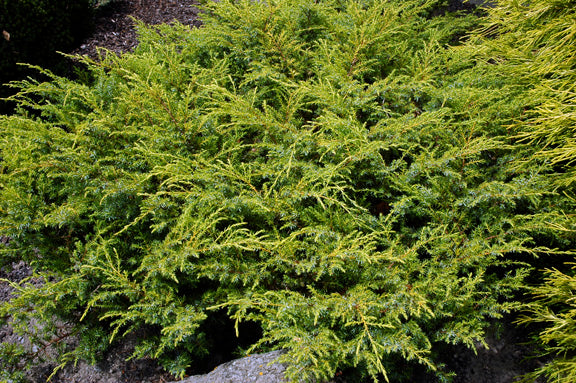 Coniferous Trees for Sale – Online Plants Melbourne