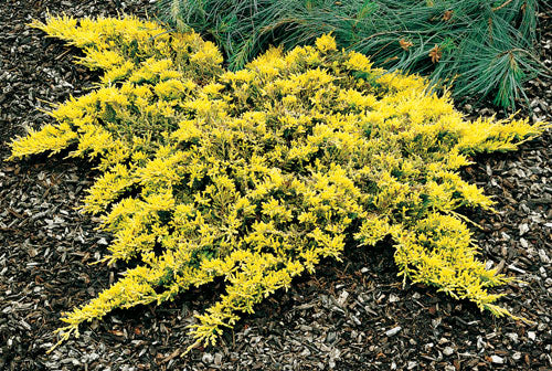 Coniferous Trees for Sale – Online Plants Melbourne