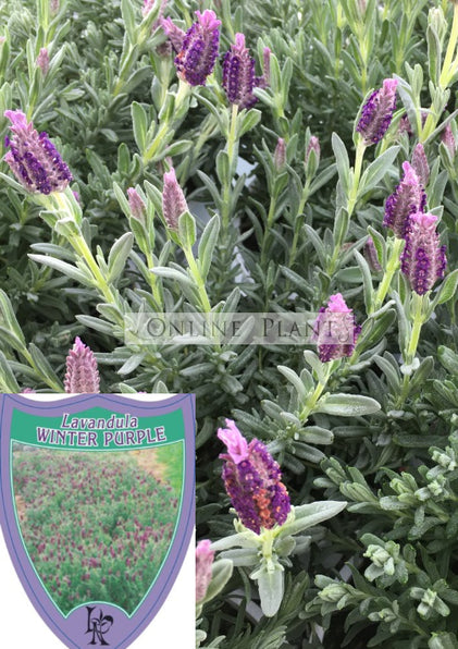 Buy Lavender Plants Online | English, French, Spanish & Lavandin ...