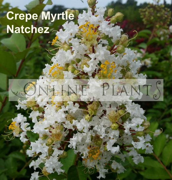 White Crepe Myrtle ‘Natchez’ for Sale – Online Plants Australia