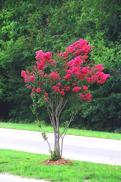 Crepe Myrtle Comanche for Sale – Buy Australian Plants Online