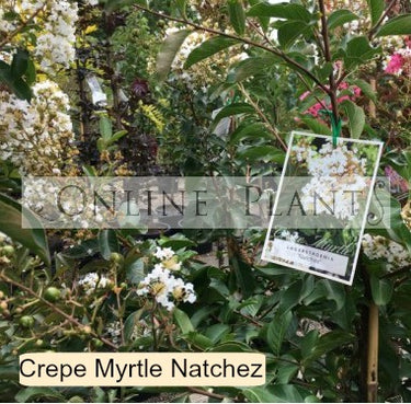 White Crepe Myrtle ‘Natchez’ for Sale – Online Plants Australia