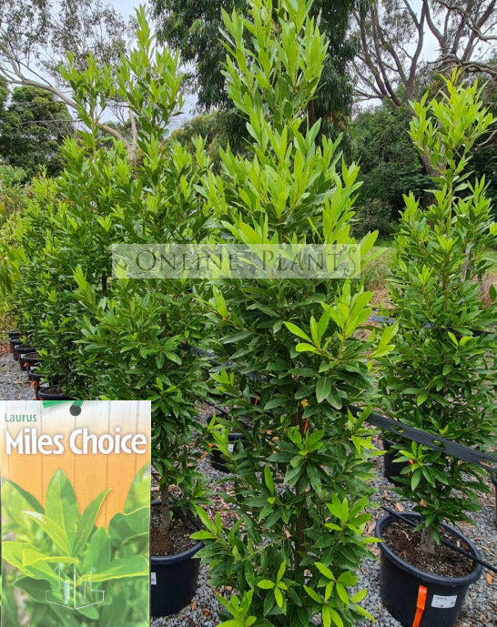 Laurus Nobilis Miles Choice Bay Tree For Sale | Online Plants