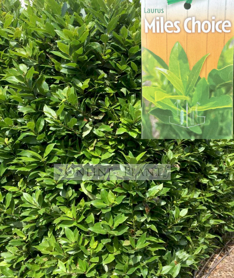 Laurus Nobilis Miles Choice Bay Tree For Sale | Online Plants
