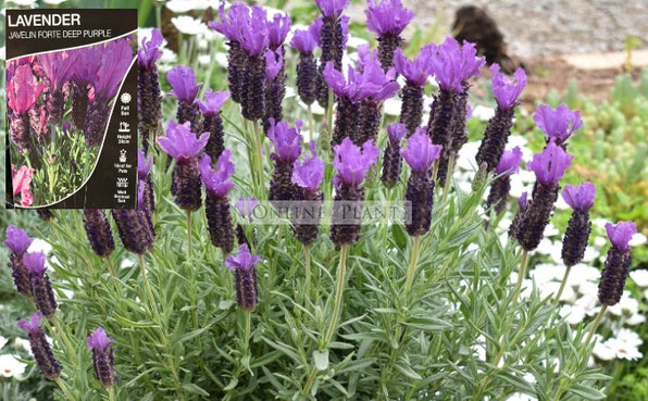 Buy Lavender Plants Online | English, French, Spanish & Lavandin ...