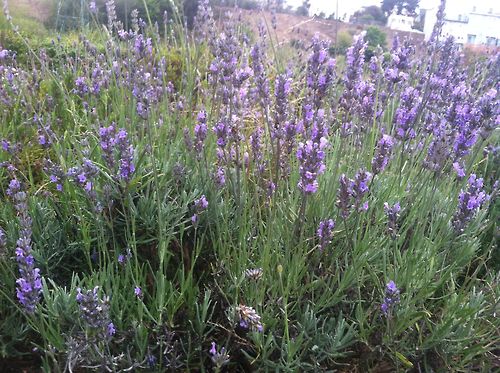 Lavender Augustifolia English Lavender for Sale | Online Plants Australia