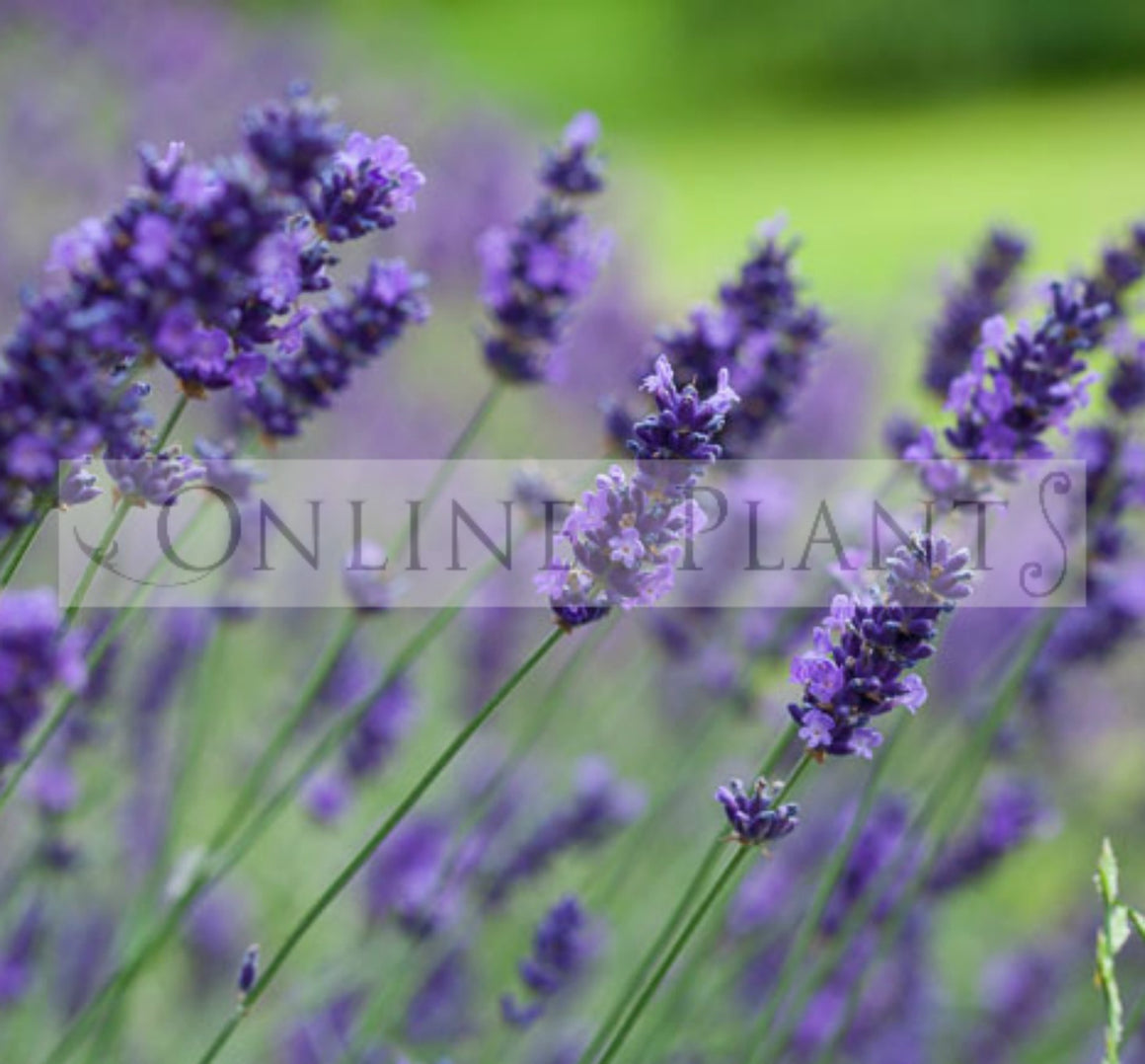 Lavender Hidcote Blue for Sale | Online Plants Australia