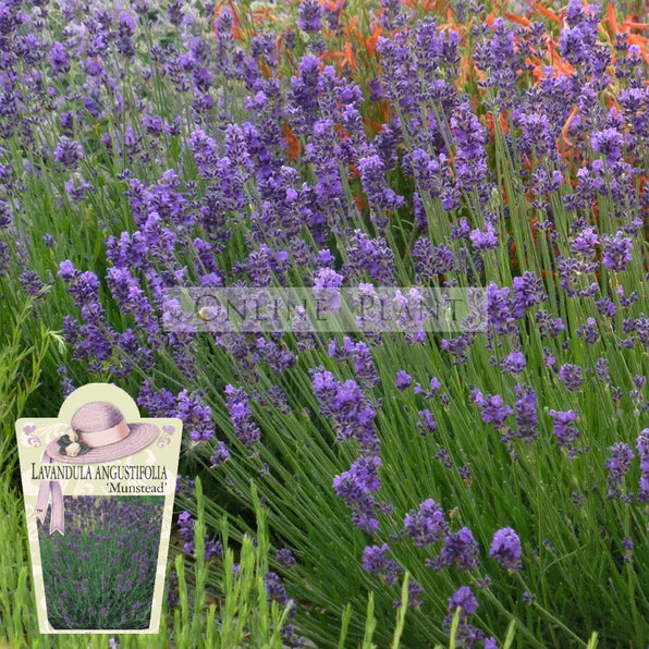 Buy Lavender Plants Online | English, French, Spanish & Lavandin ...