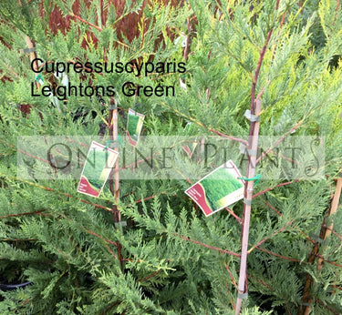 Leightons Green Cypress | Online Plants Australia