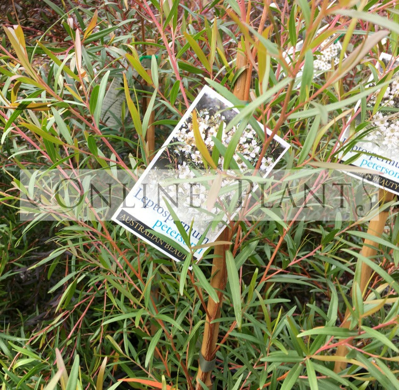 Leptospermum (Tea Tree) Plants for Sale | Hardy Australian Natives