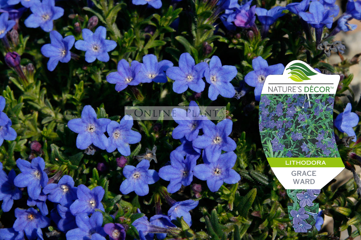 Lithodora Grace Ward
