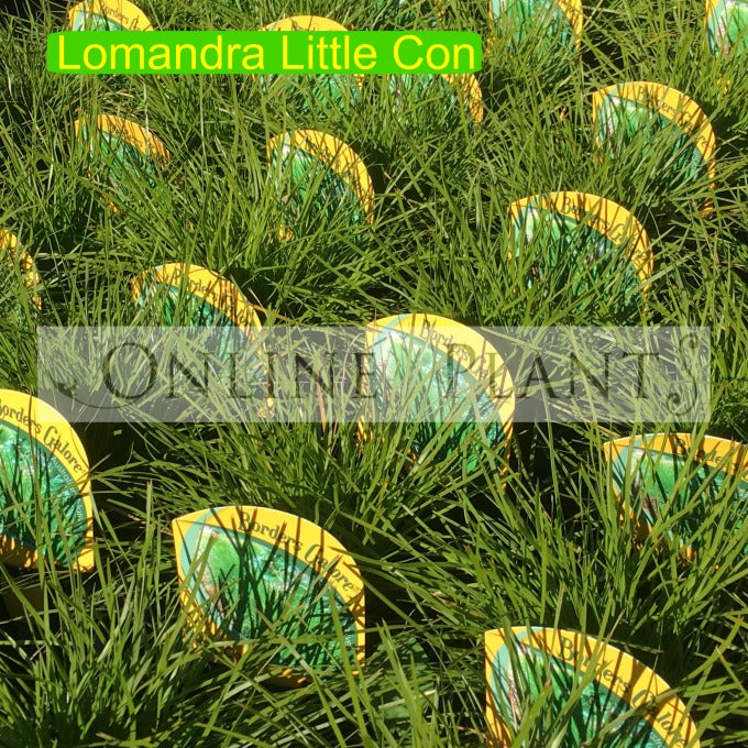 Lomandra 'Little Con' for Sale | Online Plants Australia
