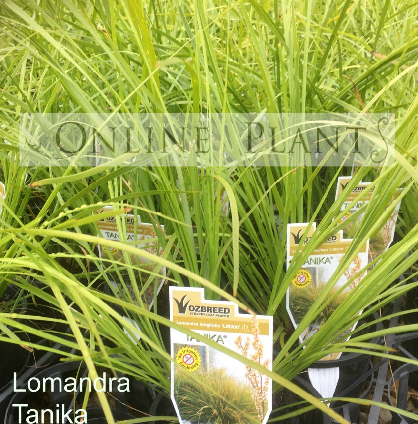 Lomandra Tanika – Online Plants Melbourne, Australia