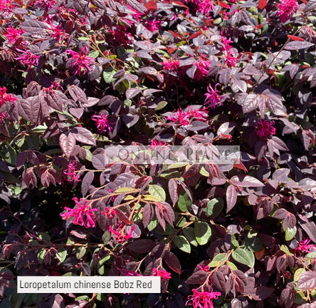 Loropetalum chinense Bobz Red for sale | Online Plants Melbourne Australia