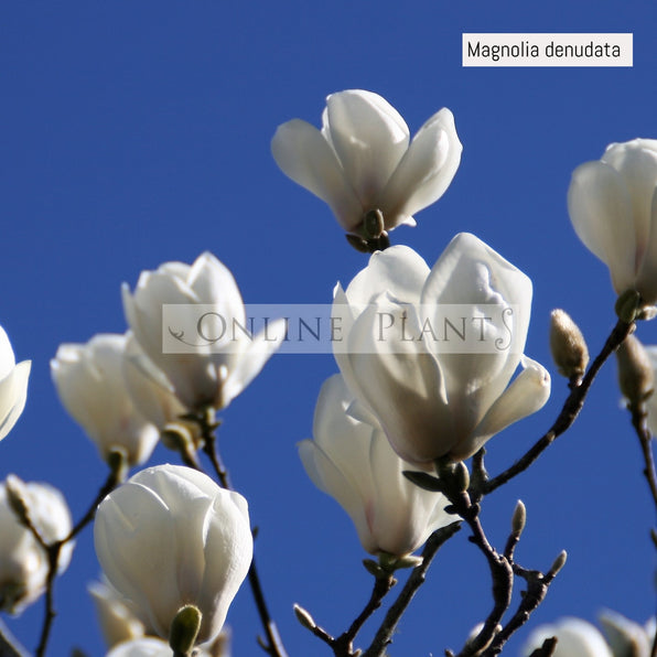 Magnolia Trees for Sale, Magnolia Hedge Types, Varieties
