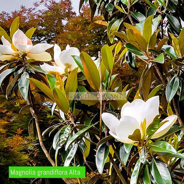 Buy Magnolia grandiflora Alta™ | Online Plants Melbourne Australia