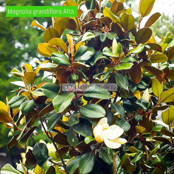 Magnolia Trees for Sale, Magnolia Hedge Types, Varieties