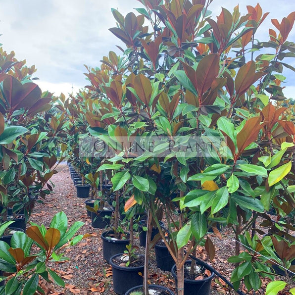 Magnolia Trees for Sale, Magnolia Hedge Types, Varieties