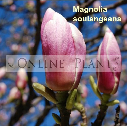 Magnolia Trees for Sale, Magnolia Hedge Types, Varieties