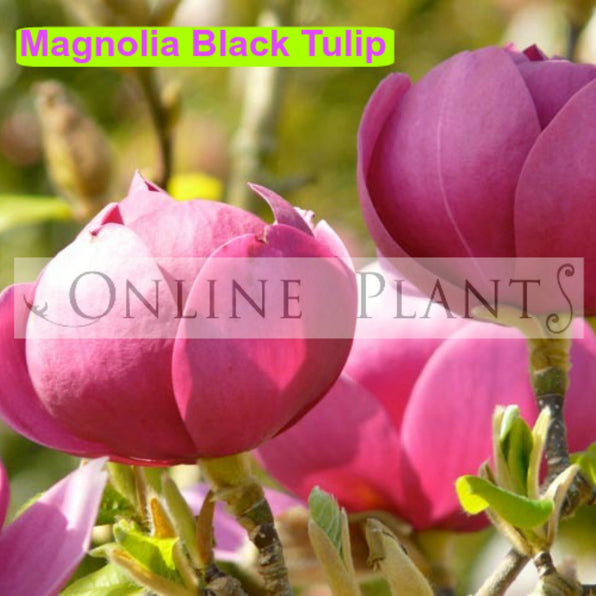 Magnolia Trees for Sale, Magnolia Hedge Types, Varieties