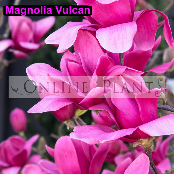 Magnolia Trees for Sale, Magnolia Hedge Types, Varieties