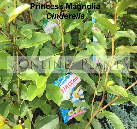 Magnolia Princess Range 'Cinderella' TM for Sale | Online Plants Australia