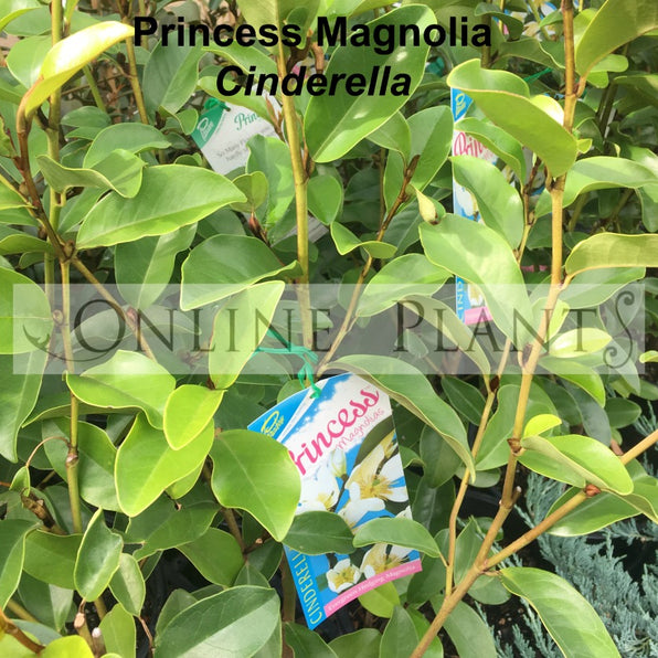 Magnolia Trees for Sale, Magnolia Hedge Types, Varieties