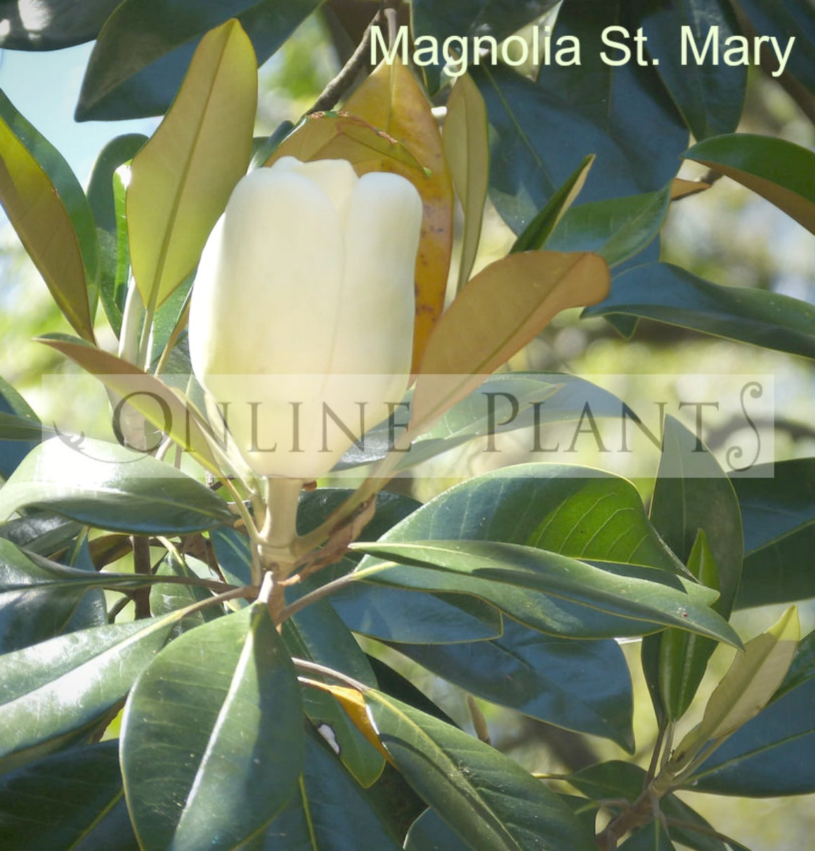 Magnolia Grandiflora Tree For Sale