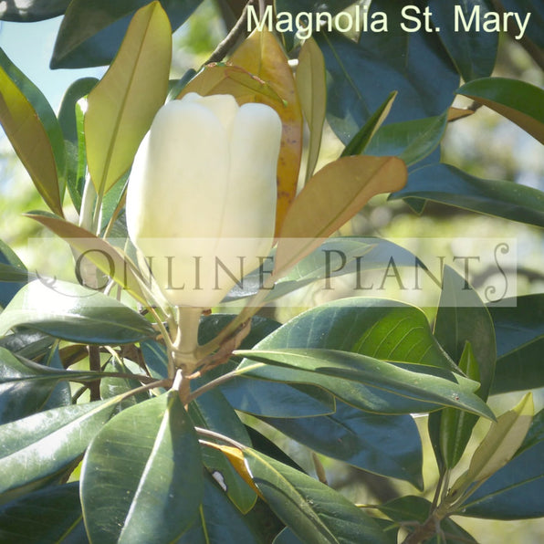 Magnolia Trees for Sale, Magnolia Hedge Types, Varieties