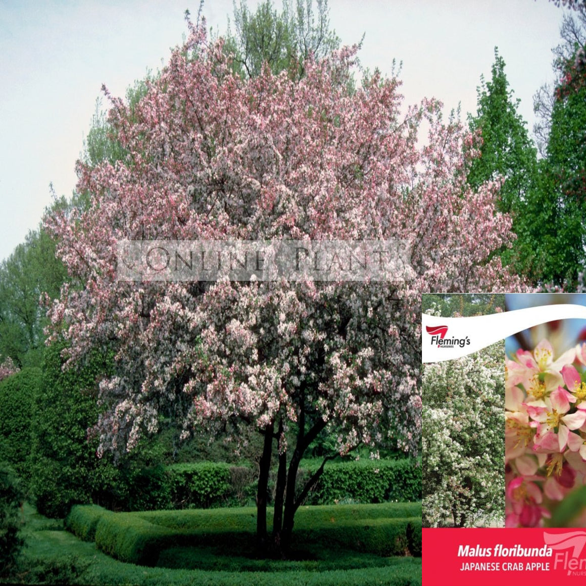Malus Floribunda, Japanese Crabapple for Sale | Online Plants Melbourne ...