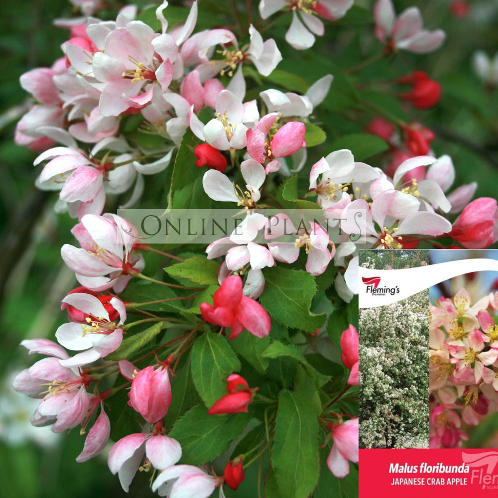 Malus Floribunda, Japanese Crabapple for Sale | Online Plants Melbourne ...