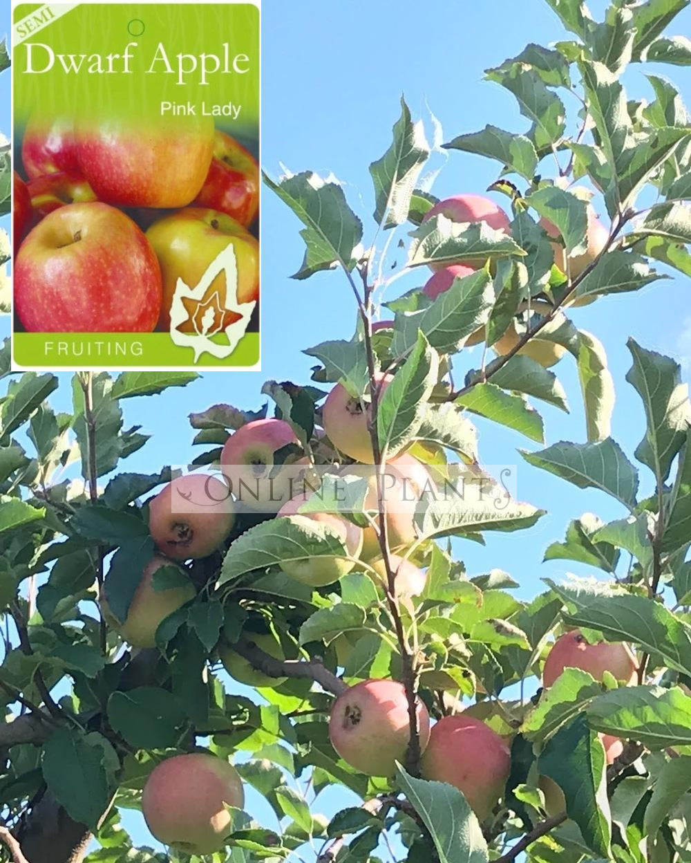 Malus domestica Pink Lady Dwarf Apple For Sale | Online Plants Melbourne