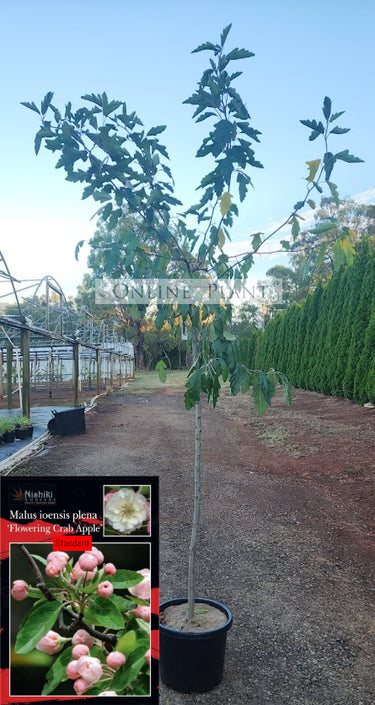 Malus ioensis Plena Crab Apple Standards
