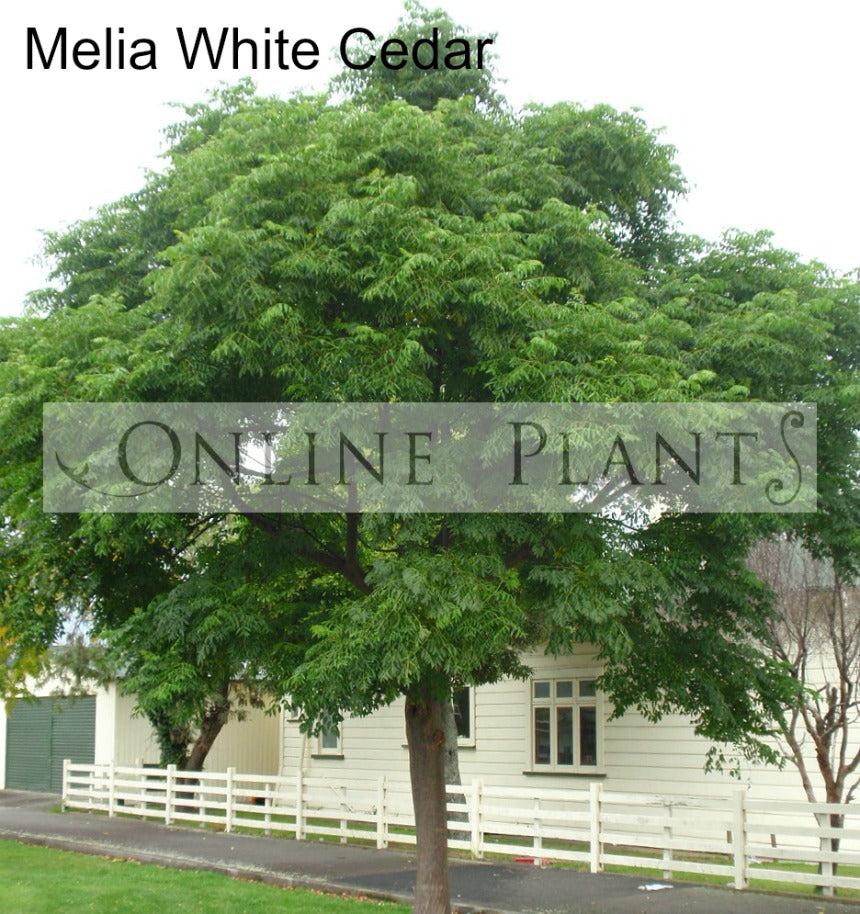Melia Azedarach White Cedar for Sale | Online Plants Australia