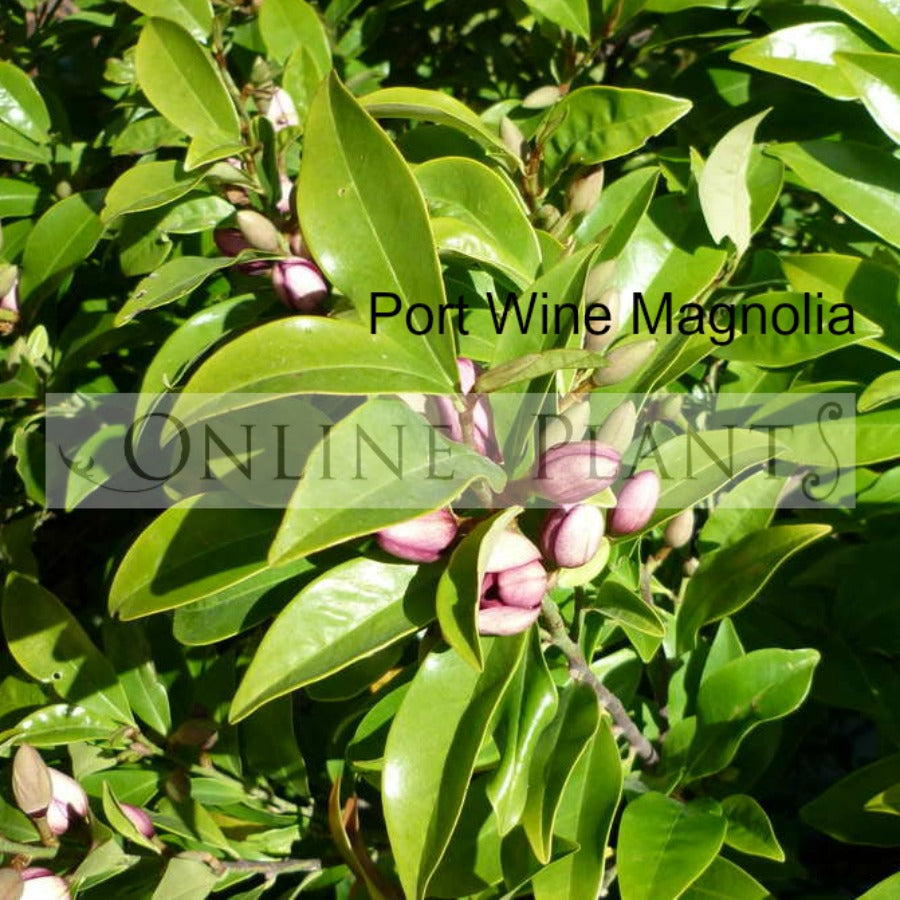 Port Wine Magnolia, Michelia Figo | Online Plants Melbourne