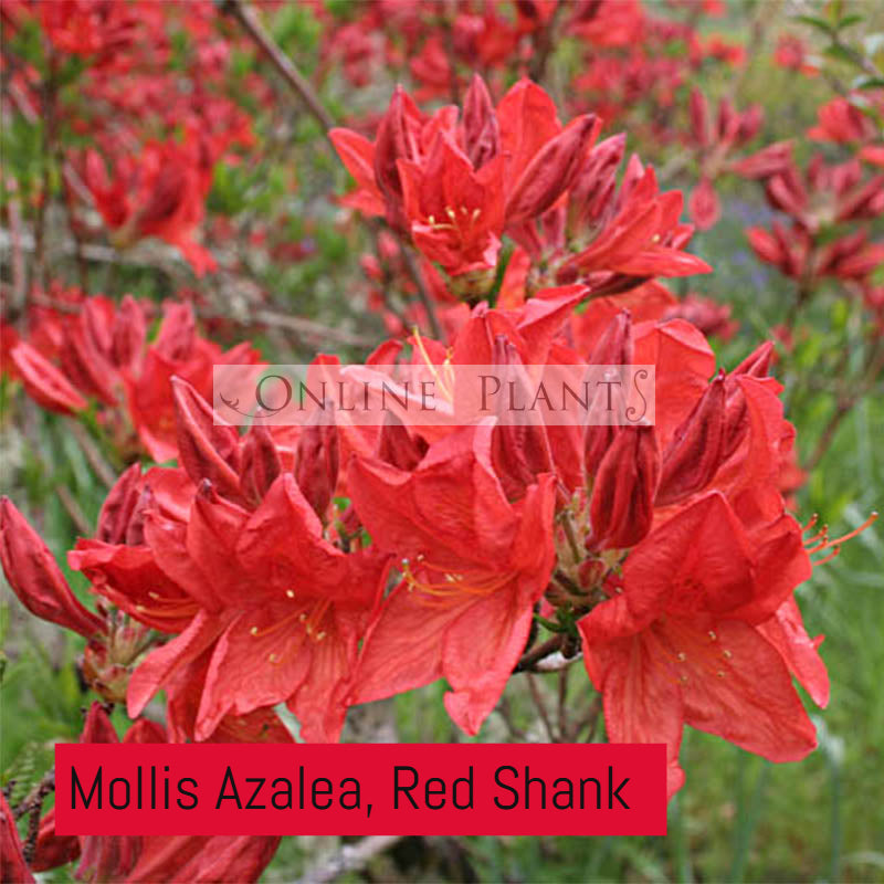 Mollis Azalea, Red Shank For Sale | Online Plants Melbourne Australia