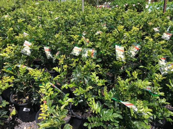 Murraya Paniculata Orange Jasmine - Murraya Hedges