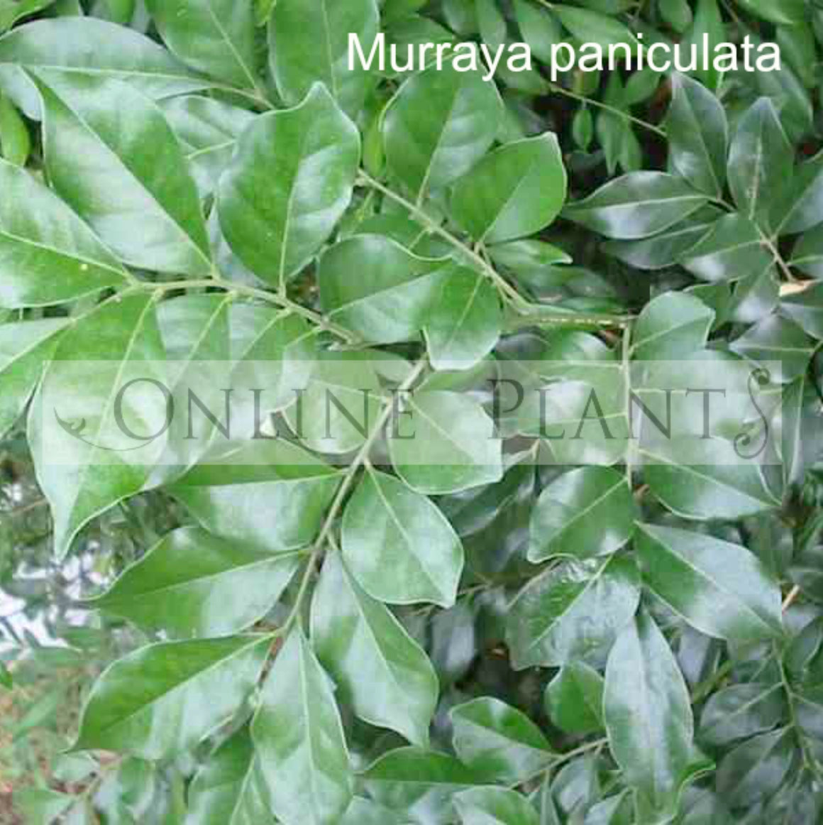 Murraya Paniculata Orange Jasmine - Murraya Hedges