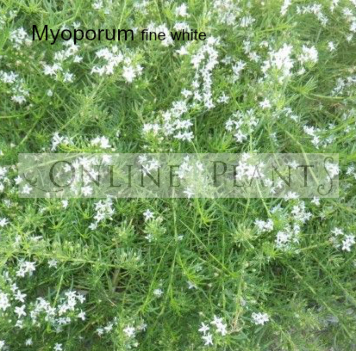 Myoporum parvifolium fine white For Sale | Online Plants Melbourne ...