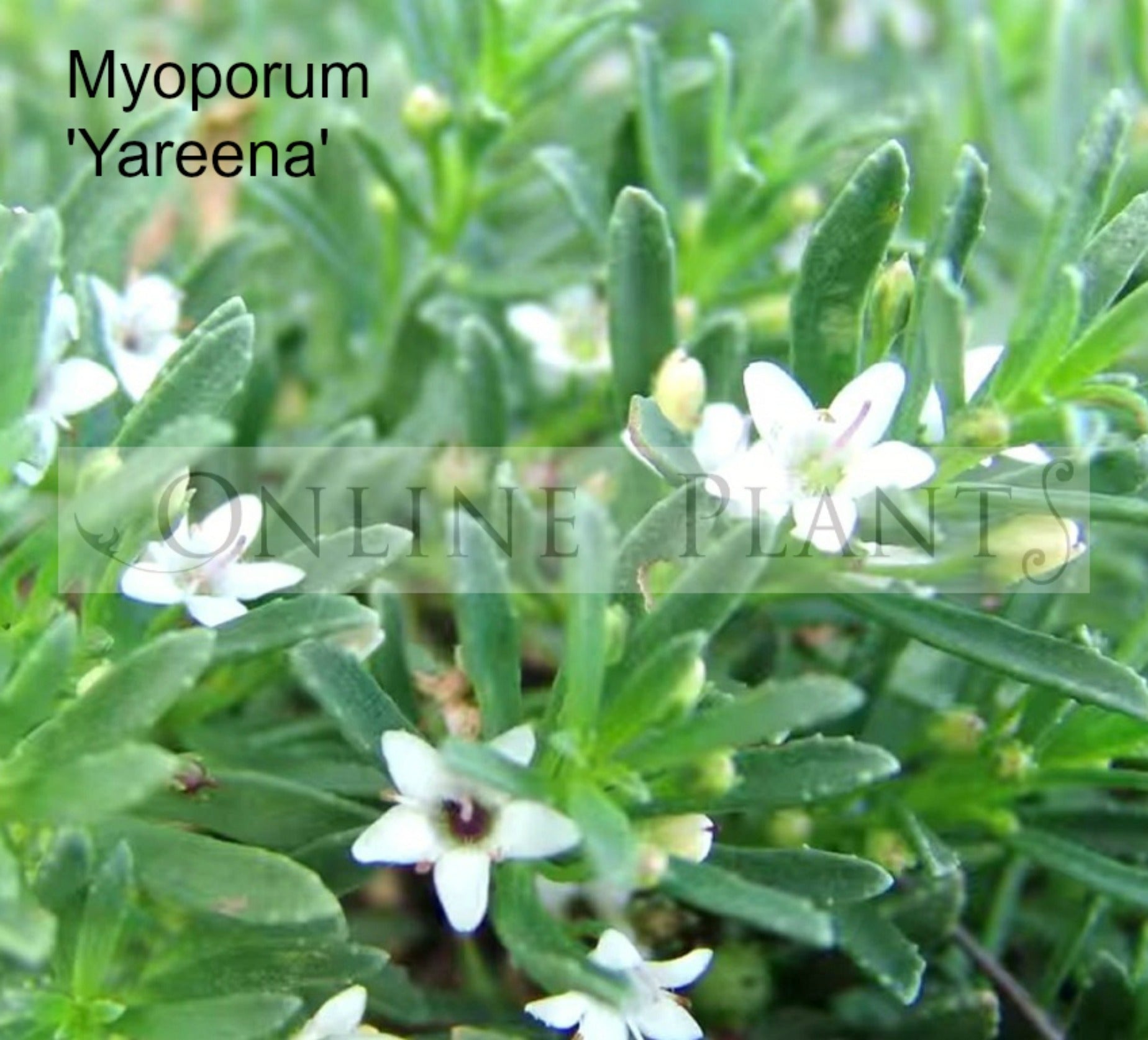 Myoporum For Sale | Online Plants Melbourne Australia