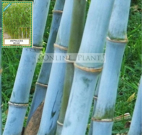 Himalayacalamus porcatus Nepalese blue bamboo | Online Plants Australia