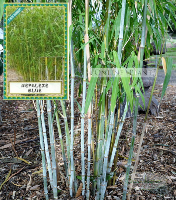 Himalayacalamus porcatus Nepalese blue bamboo | Online Plants Australia