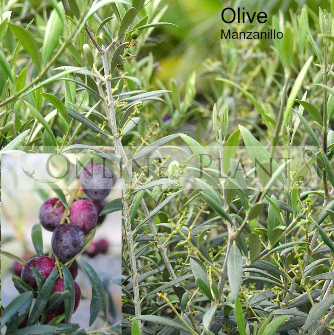 Olea Europaea Manzanillo Olive for Sale | Online Plants Australia