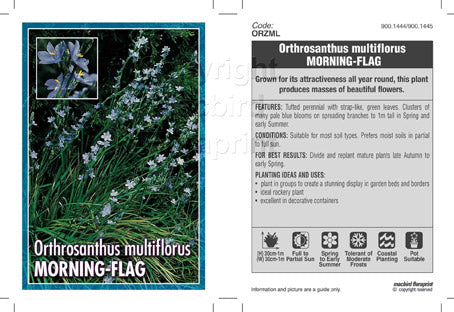 Orthrosanthus Multiflorus Morning Flag for Sale | Online Plants Australia