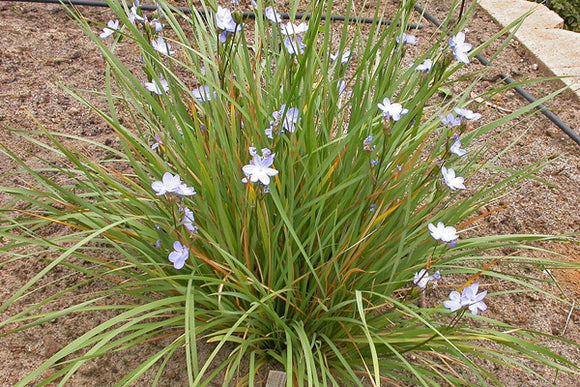 Orthrosanthus Multiflorus Morning Flag for Sale | Online Plants Australia