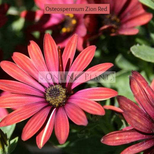 Osteospermum Zion Red For Sale | Melbourne Australia
