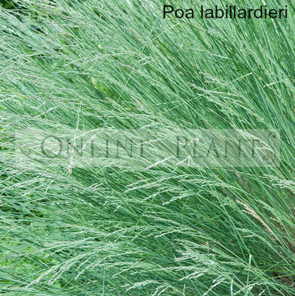 Poa Labillardieri Common Tussock for Sale | Online Plants Melbourne